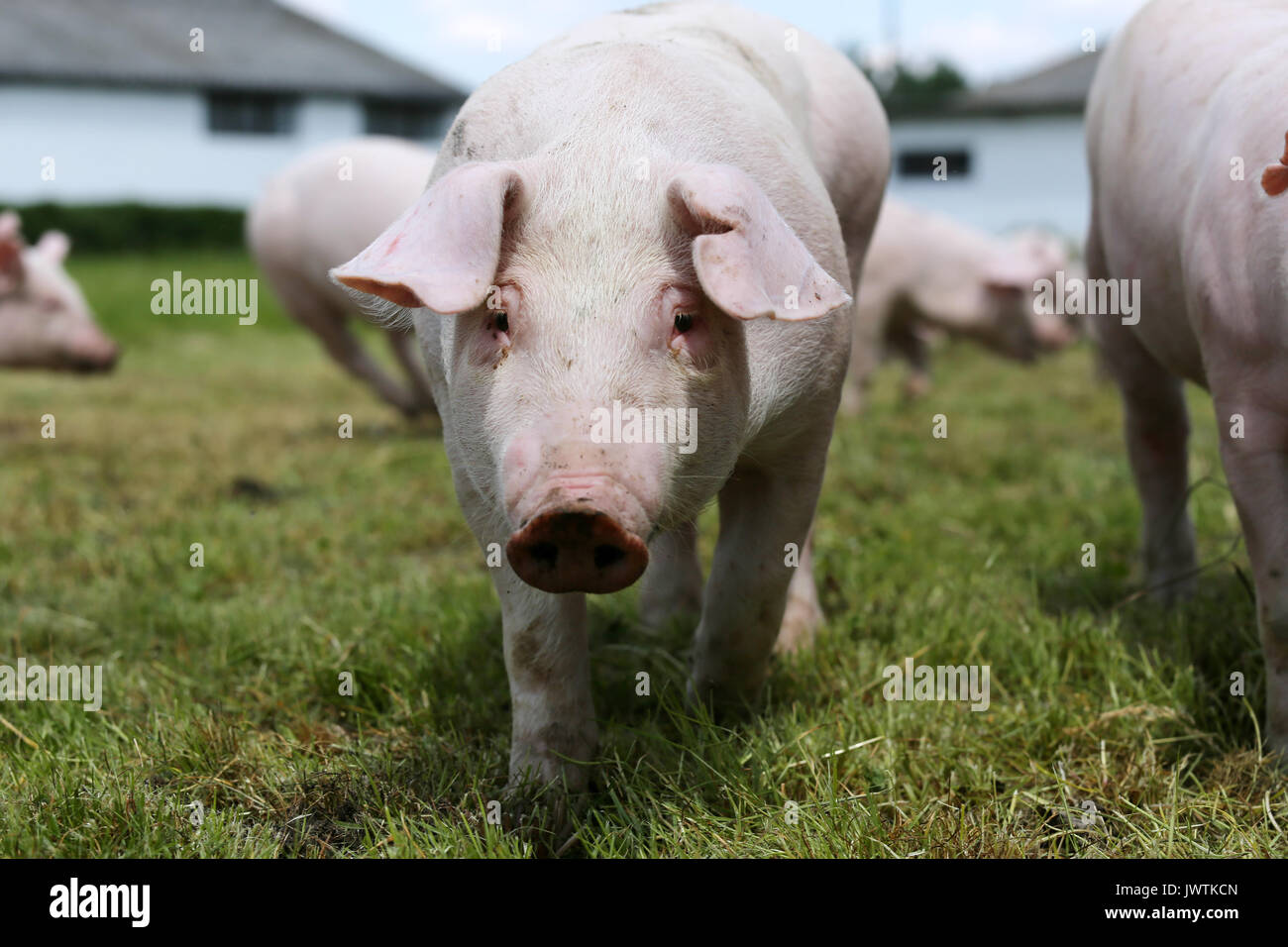 Little pig face closeup at animal farm rural scene summertime. Closeup ...