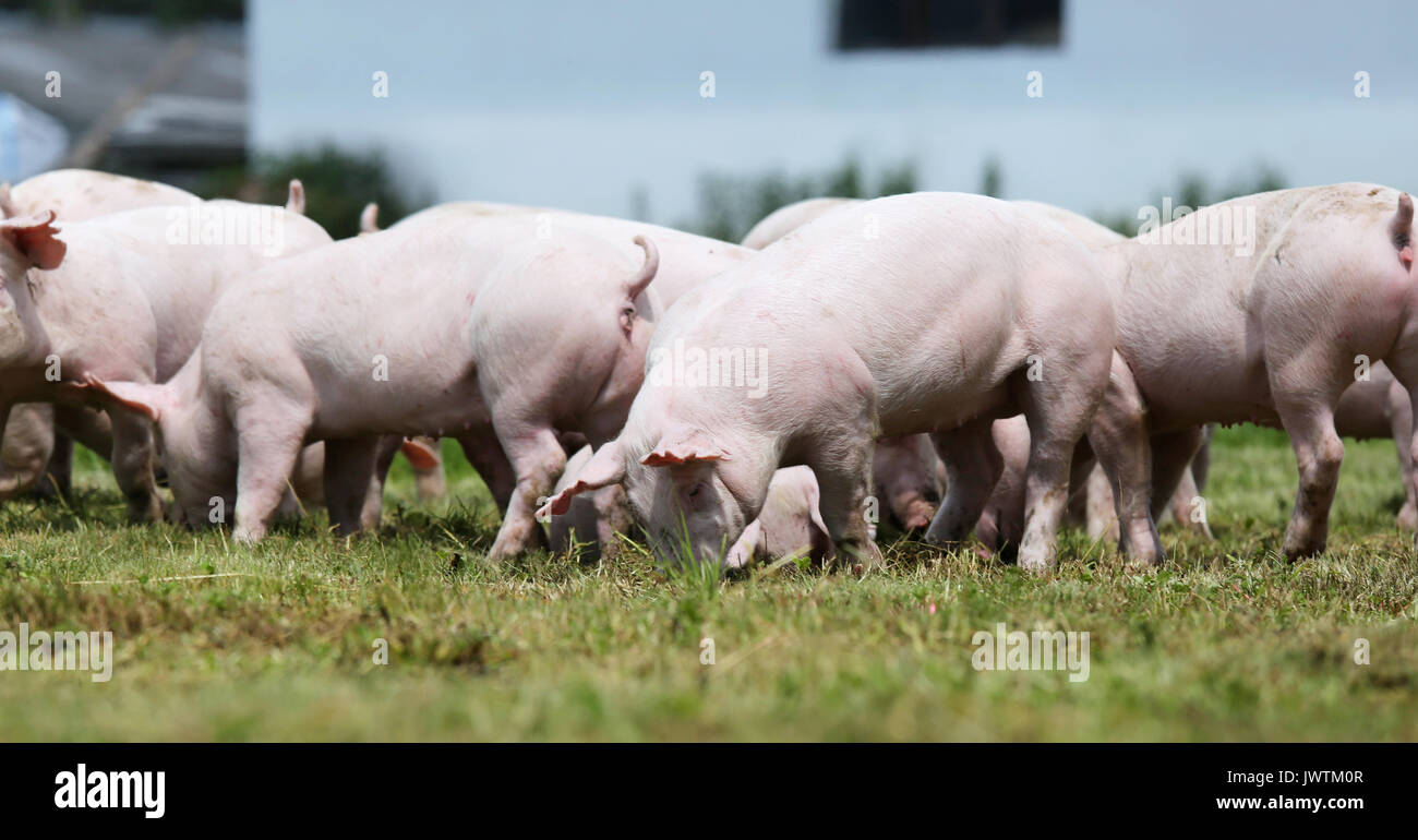 Pigs farming raising breeding in animal farm rural scene Stock Photo ...