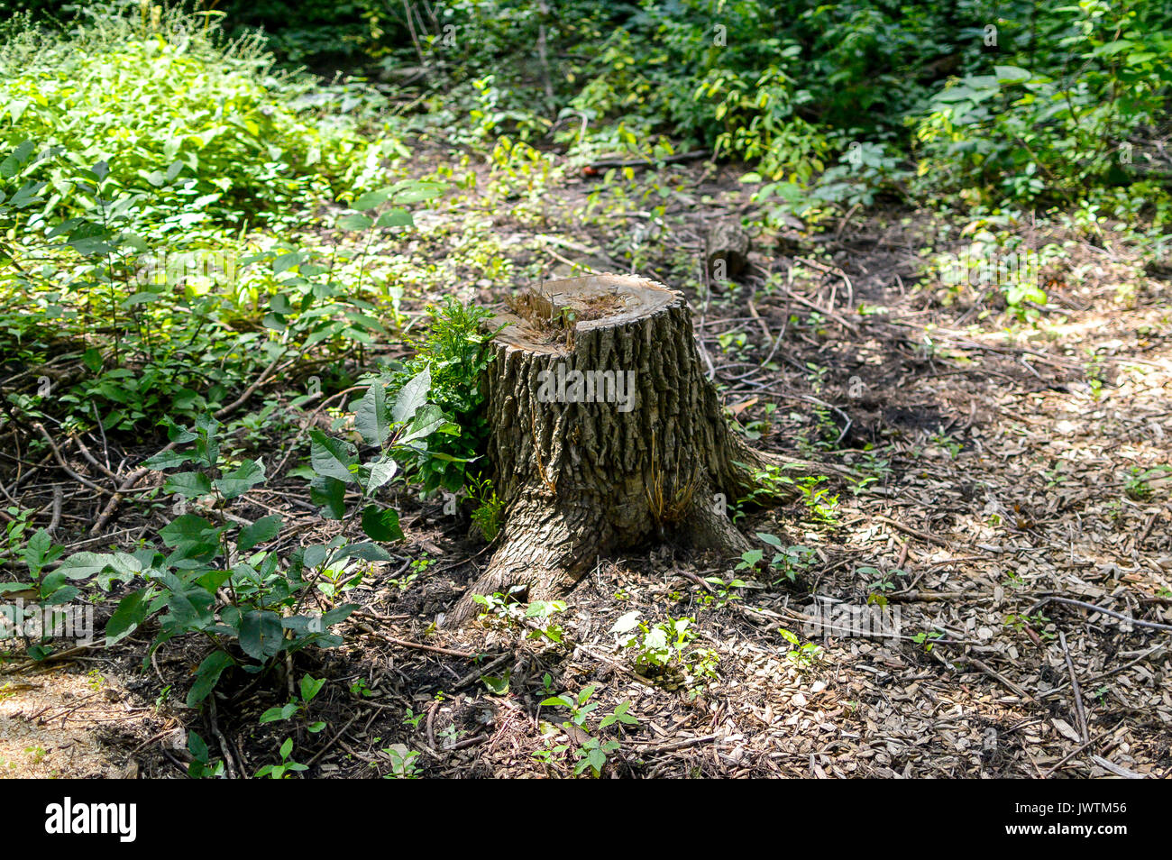 Tree stub in the public park, Canada Stock Photo - Alamy