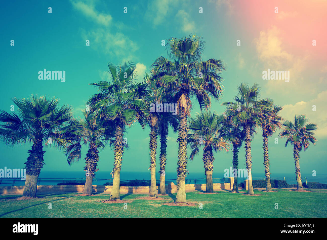 Date palm israel hi-res stock photography and images - Alamy
