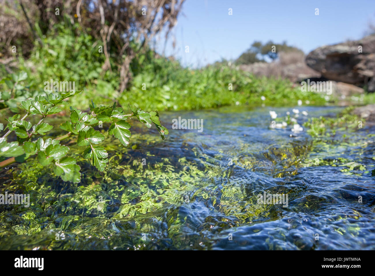 Fluvial vegetation on the stream of Muelas River, Cornalvo Natural Park ...