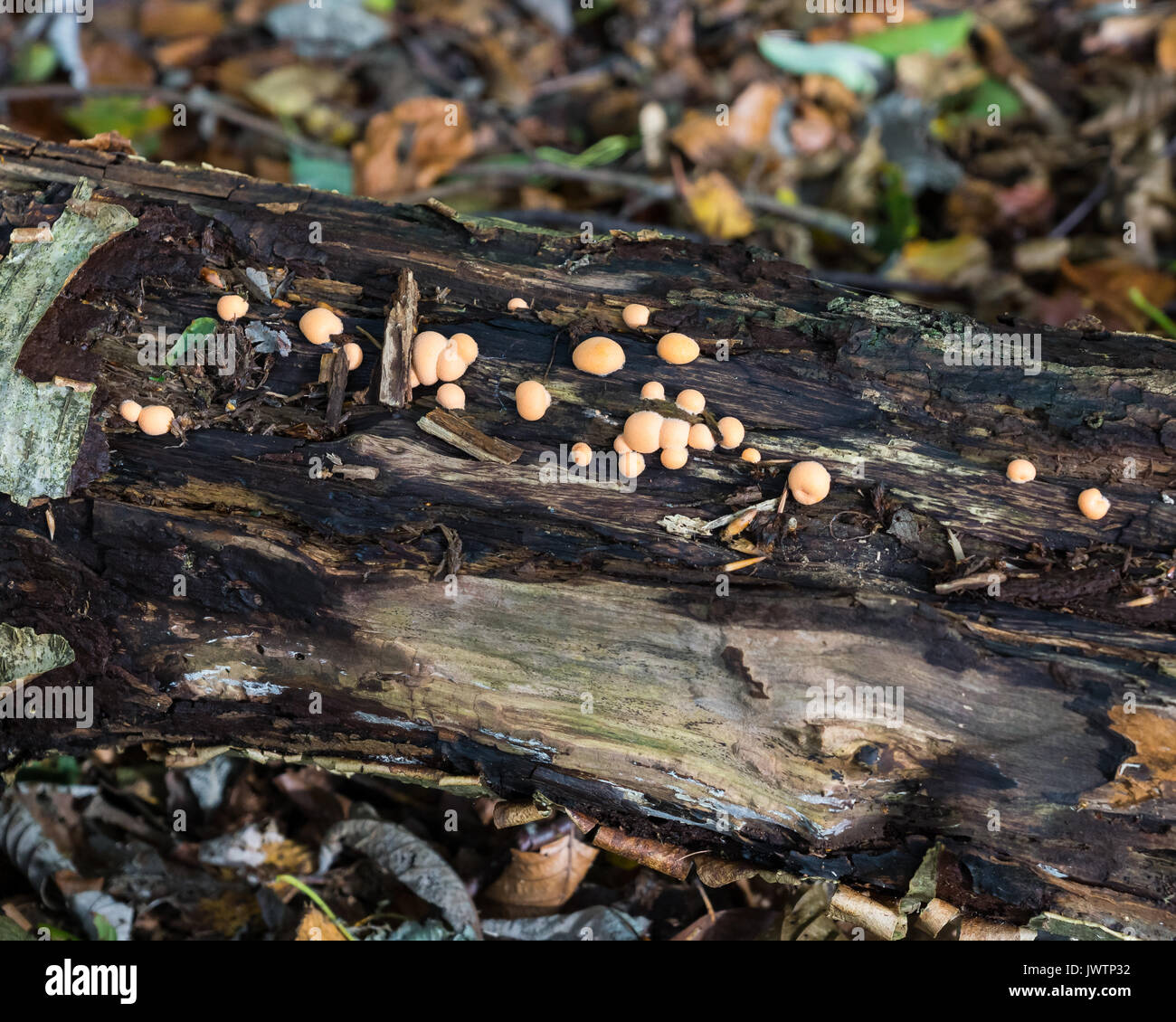 Rotting log hi-res stock photography and images - Alamy