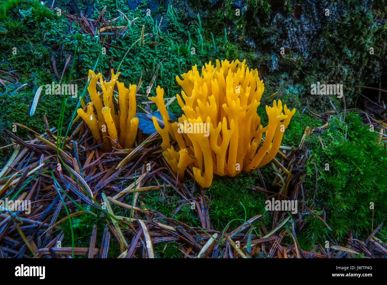 Calocera Viscosa or coral fungus Stock Photo - Alamy