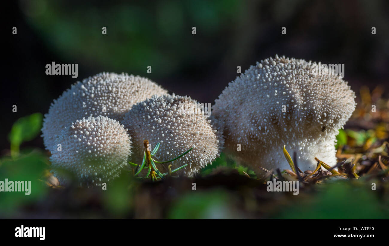 Puff ball fungi hi-res stock photography and images - Alamy