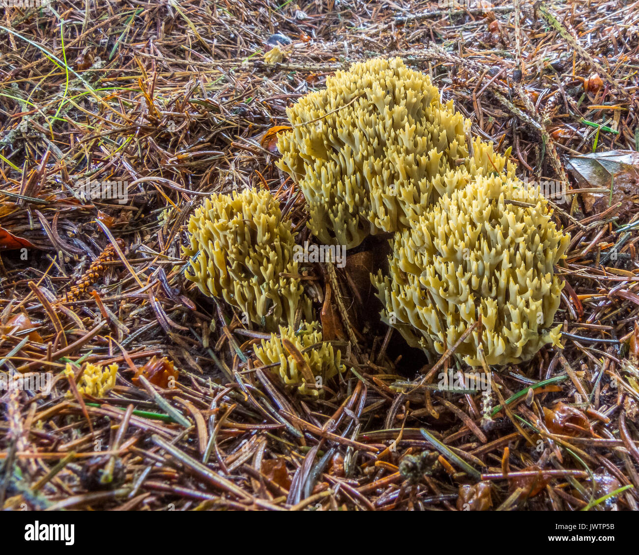 Large toadstools hi-res stock photography and images - Alamy