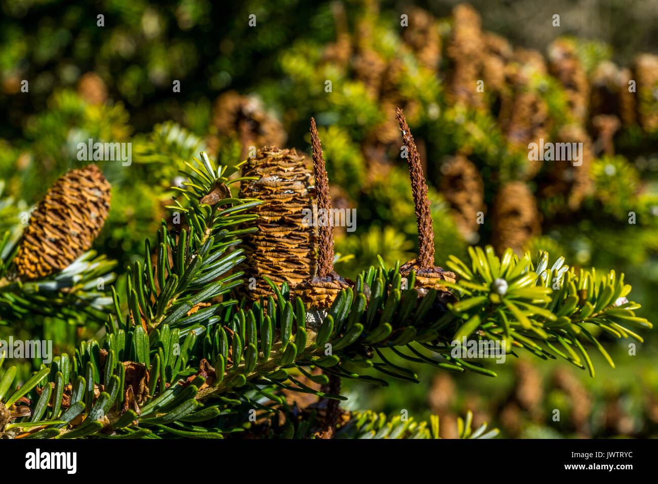 Korean Fir Tree cone spines Stock Photo - Alamy