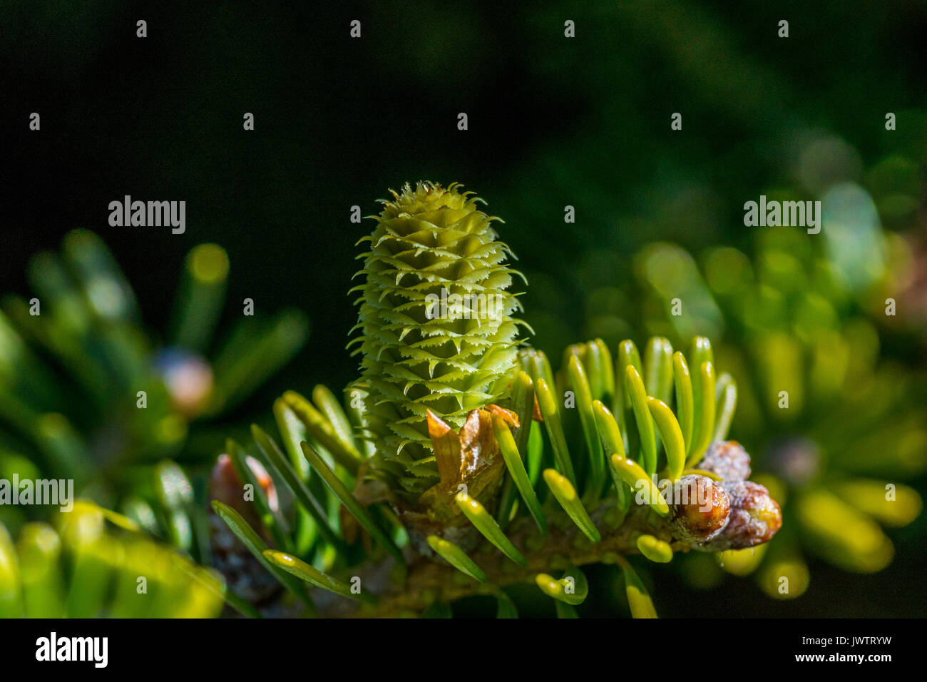 Korean Fir Tree Stock Photo - Alamy