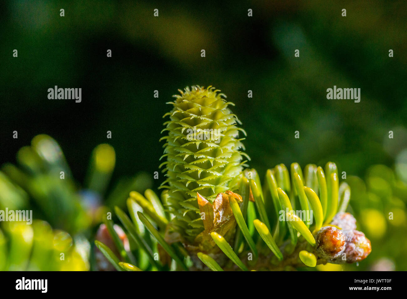 Korean fir tree hi-res stock photography and images - Alamy