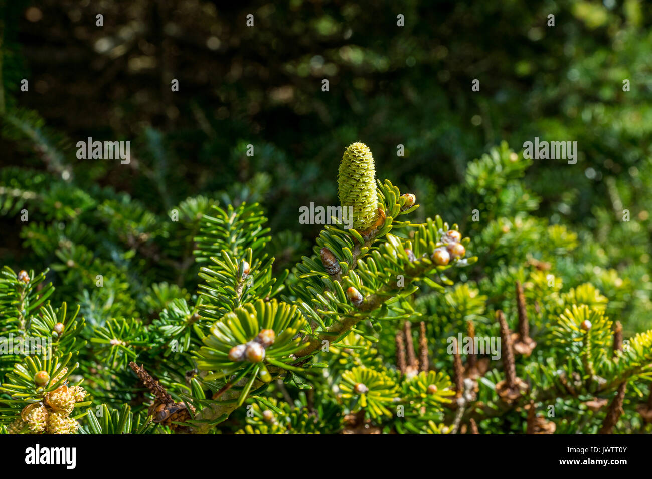 Korean fir tree hi-res stock photography and images - Alamy