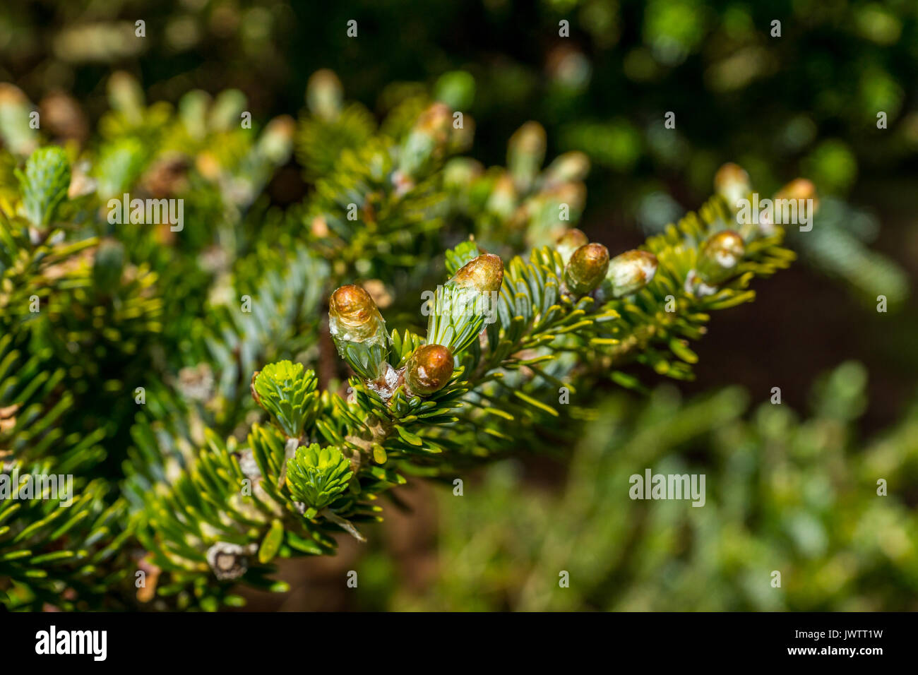 Korean Fir Tree Stock Photo - Alamy