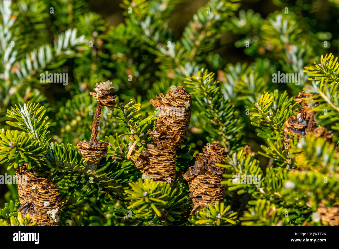 Korean fir tree hi-res stock photography and images - Alamy