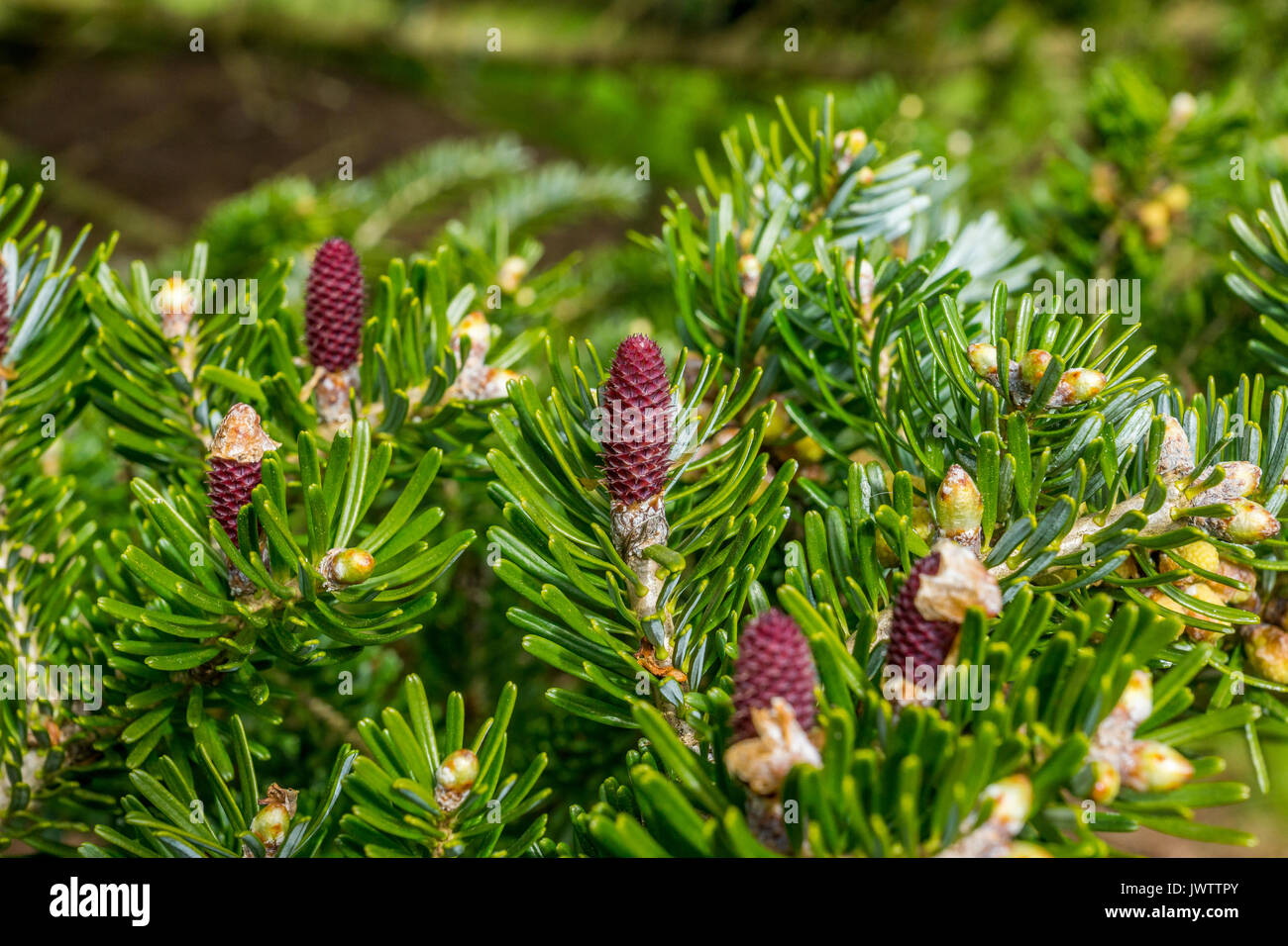 Korean fir tree cones which have come in a bright purple Stock Photo ...