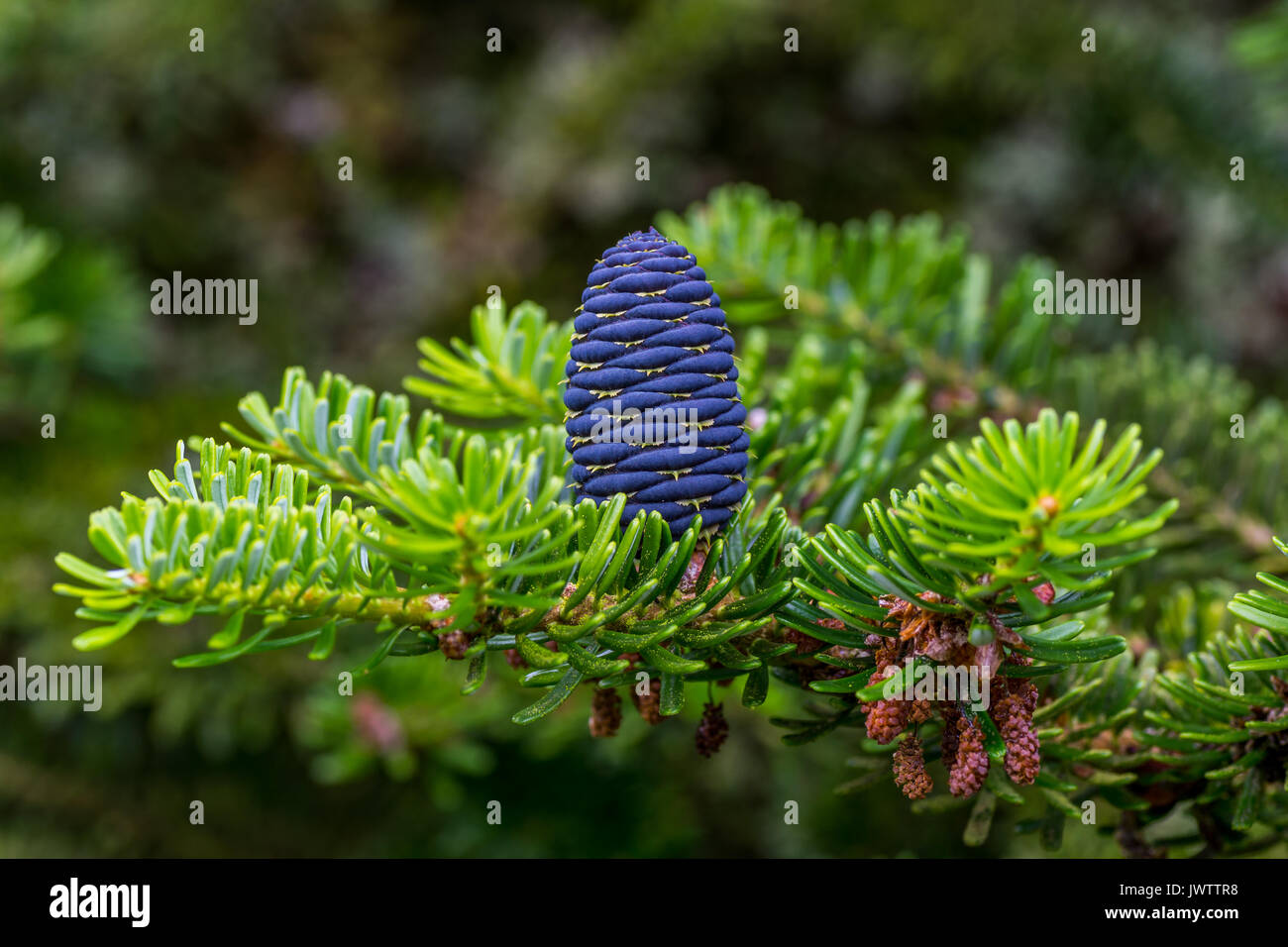 Korean fir tree early cone which is a deep blue Stock Photo - Alamy