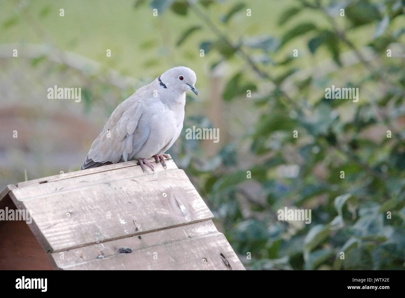 Collard dove fauna hi-res stock photography and images - Alamy