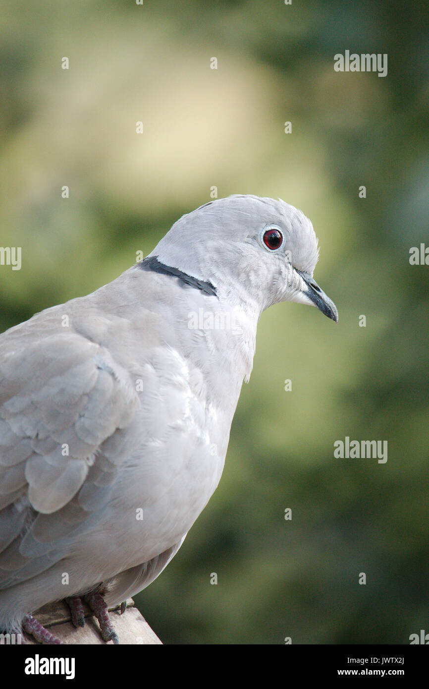 Collared dove resting hi-res stock photography and images - Alamy