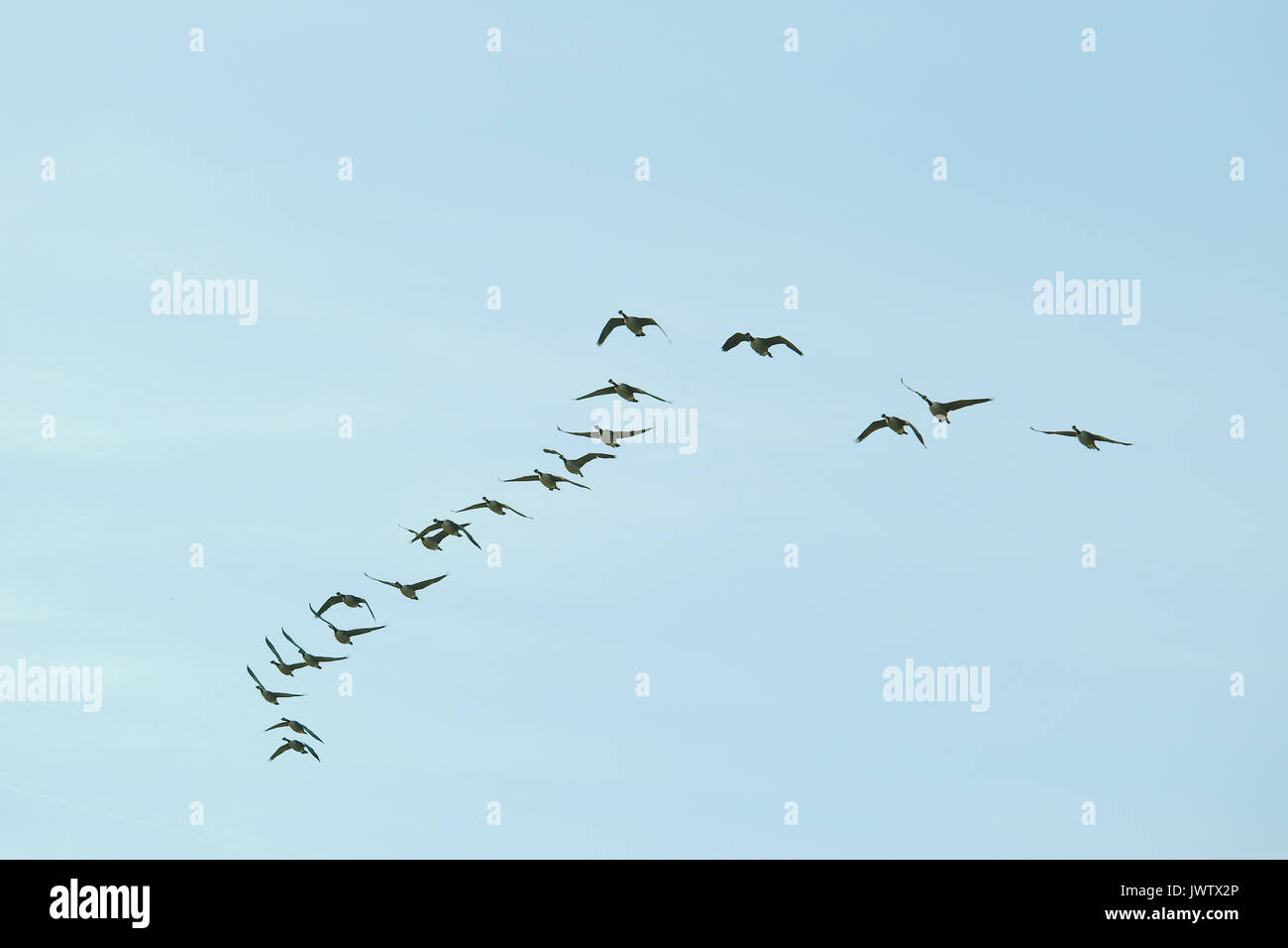 Wild geese flying in formation Stock Photo - Alamy
