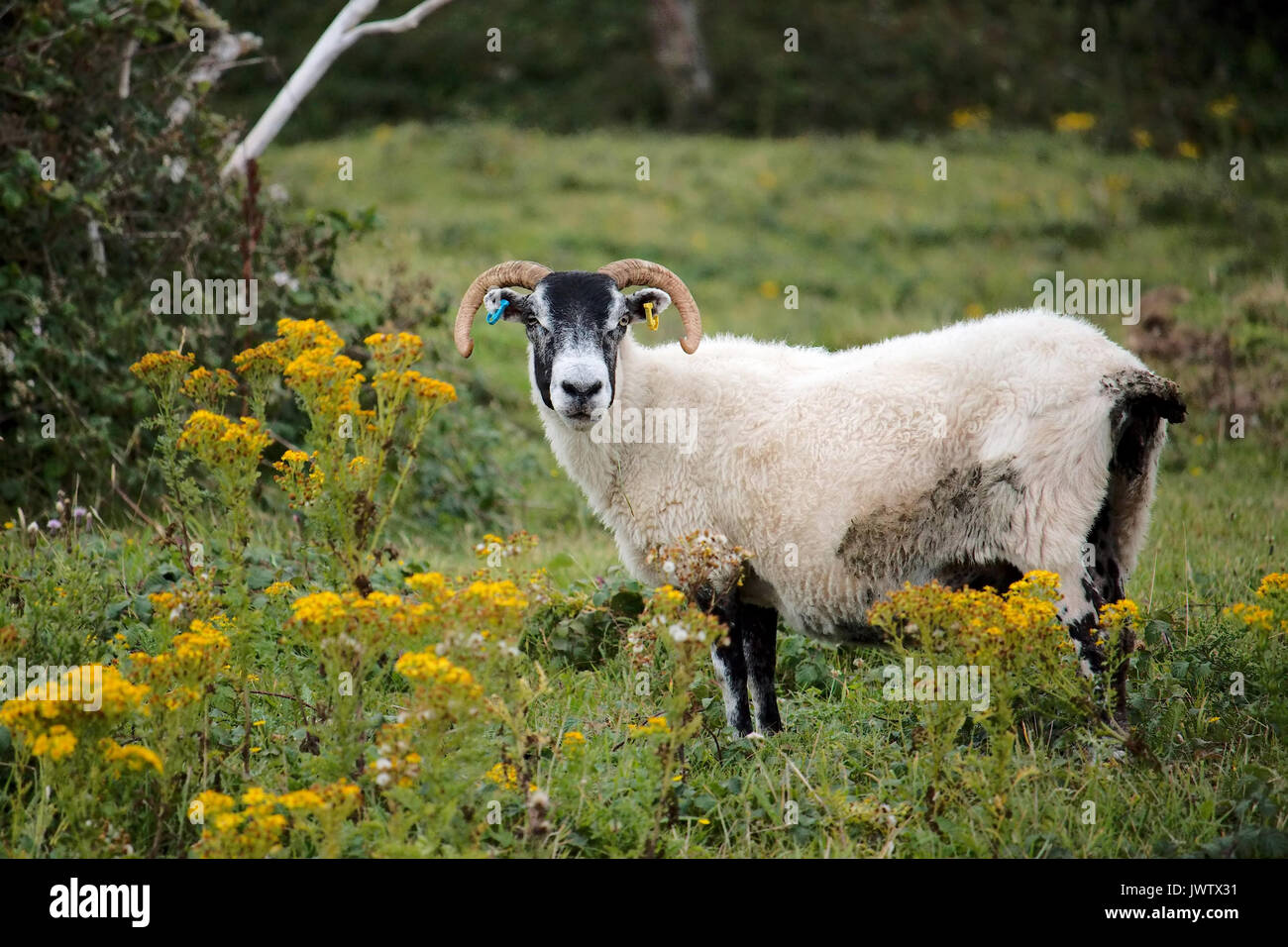 Ewe horned hi-res stock photography and images - Alamy