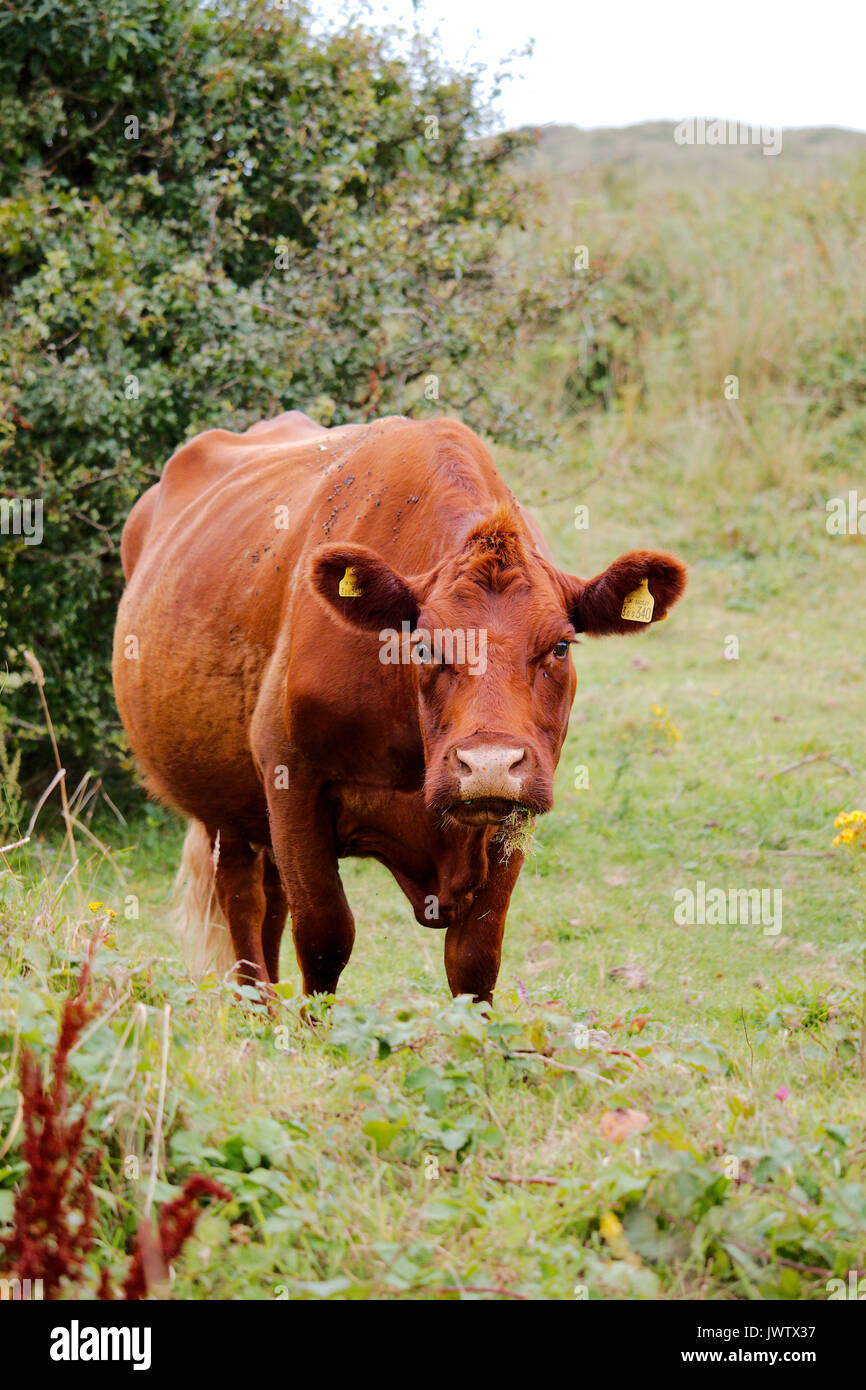 Red poll cow hi-res stock photography and images - Alamy