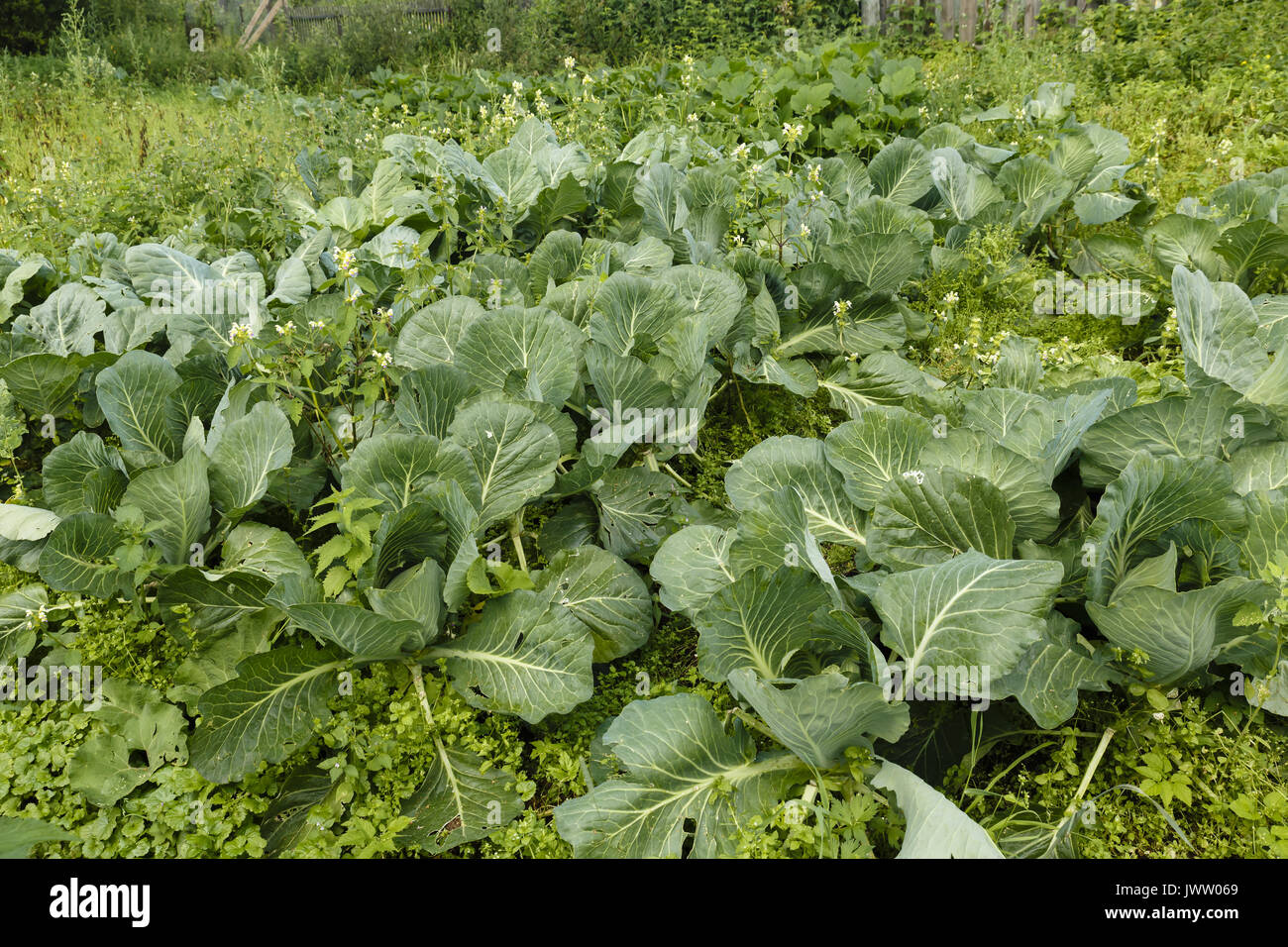 Cabbage in the garden Stock Photo - Alamy
