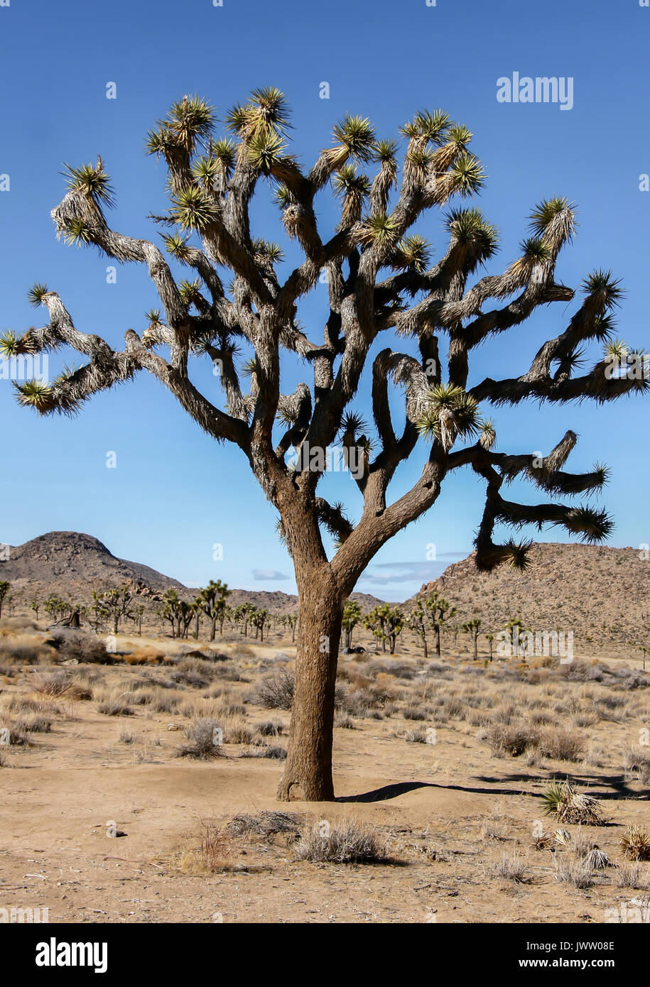 Cactus yucca palm tree hi-res stock photography and images - Alamy