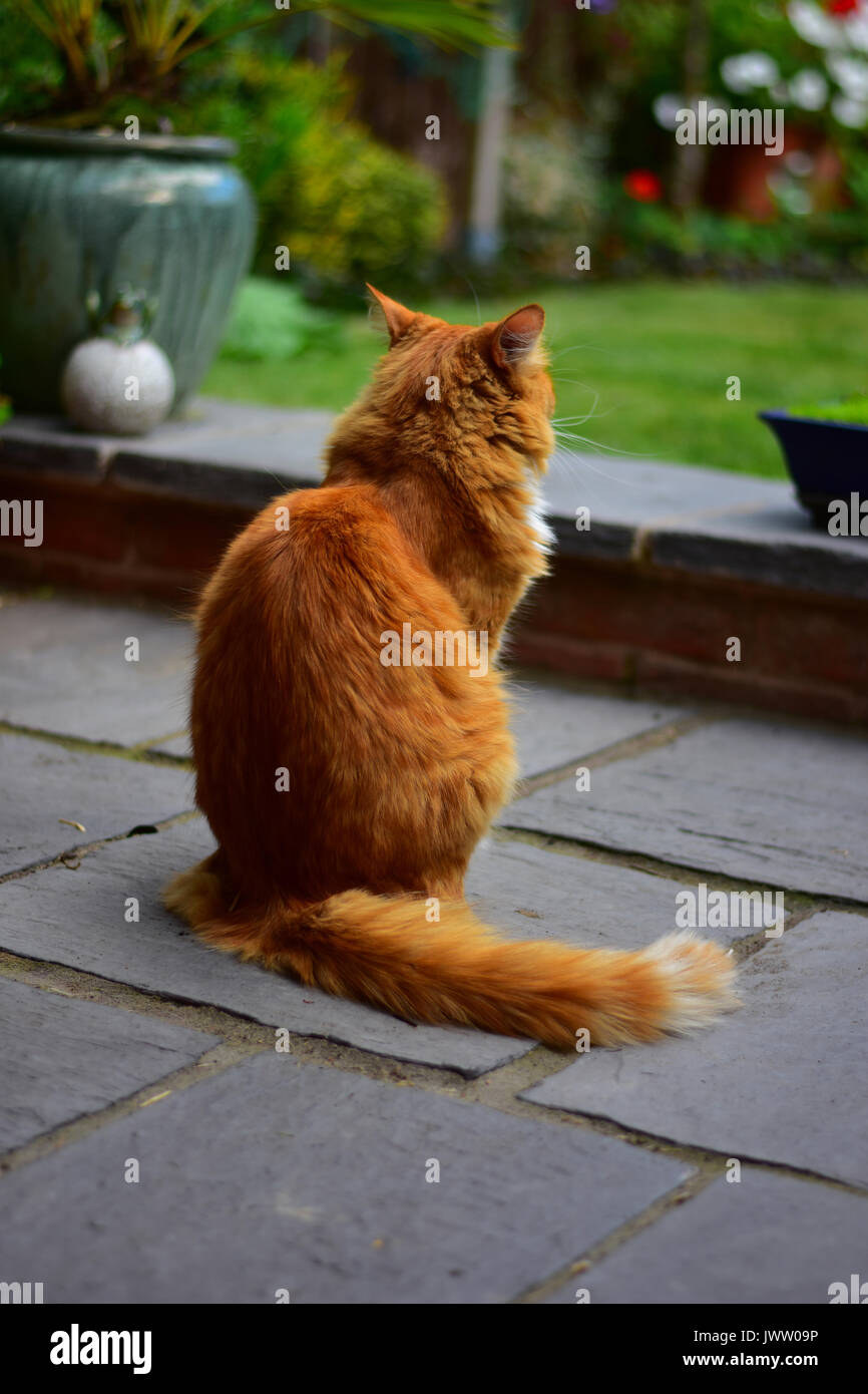 Ginger Cat sitting in an english garden Stock Photo - Alamy