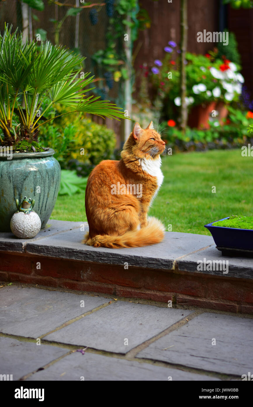 Ginger cat side profile hi-res stock photography and images - Alamy