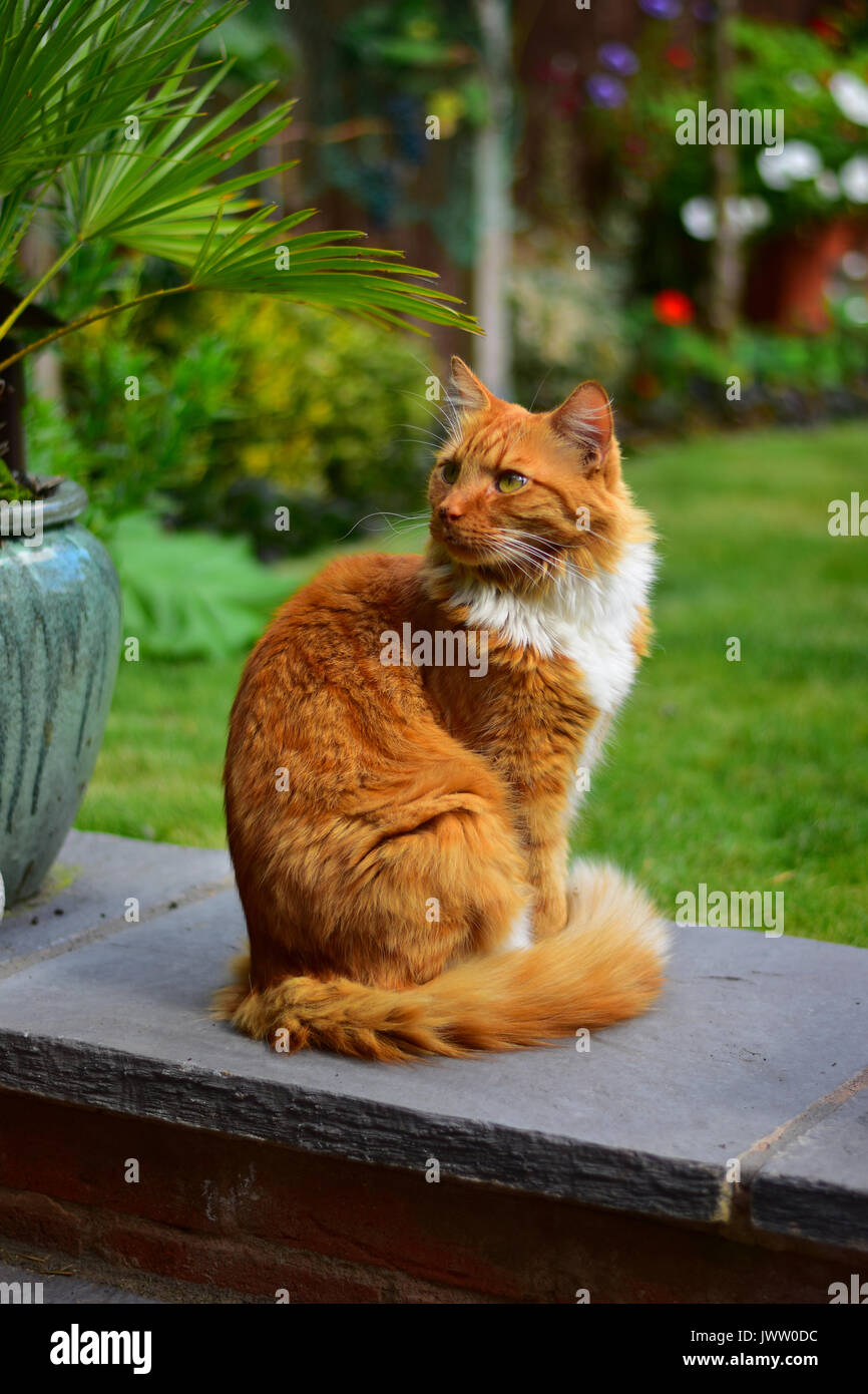 Ginger Cat sitting in an english garden Stock Photo - Alamy