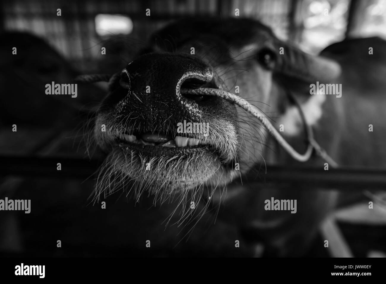 Smile buffalo with broken teeth in the cattle pen, Black and white ...