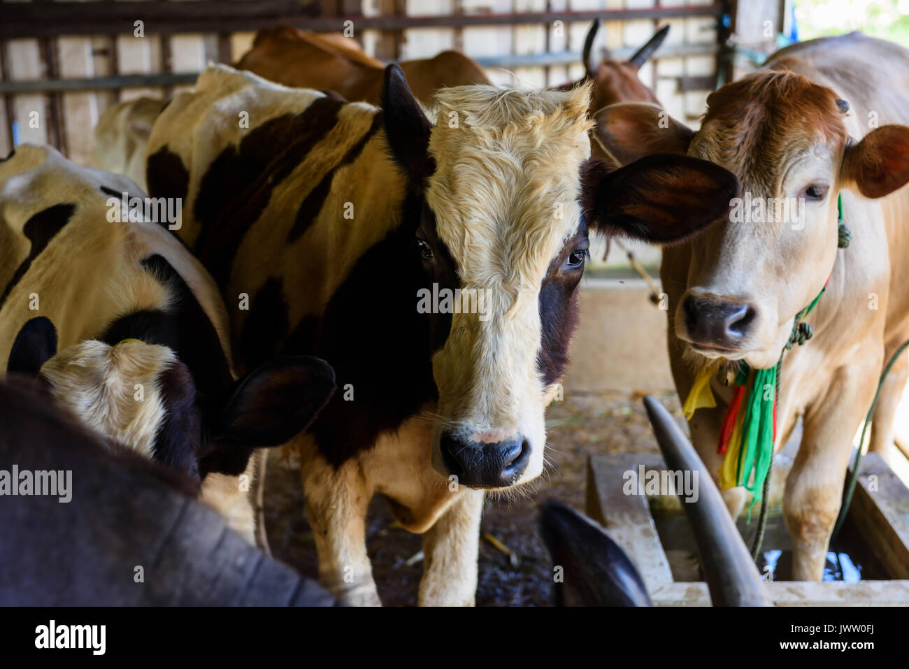 Many cows in a cattle fair. Food or agriculture Industry Stock Photo ...