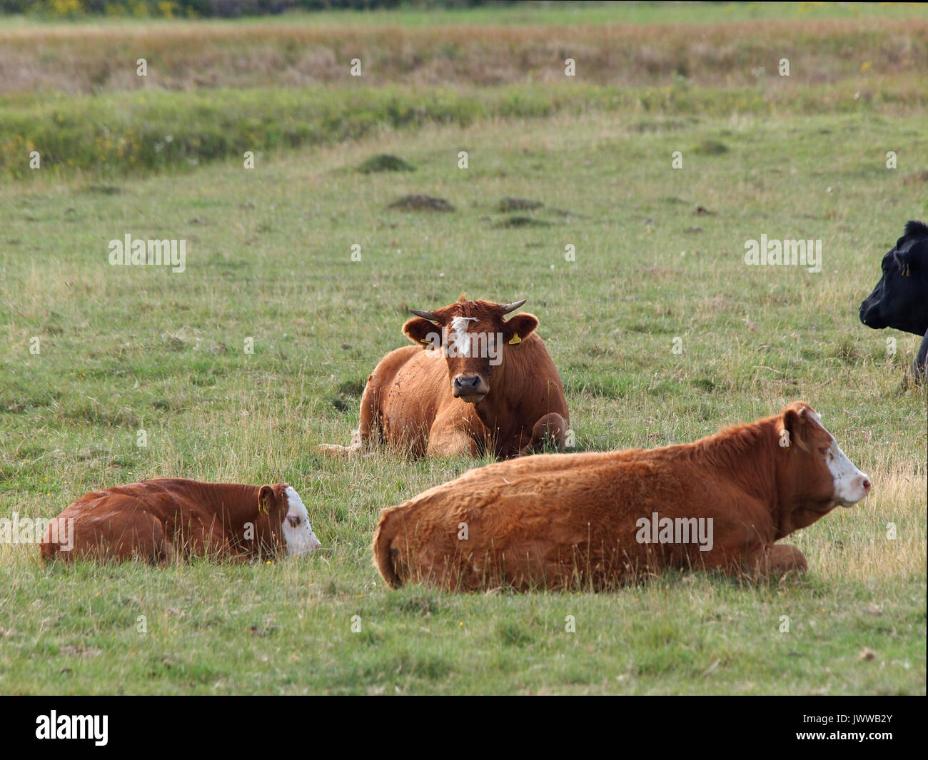 Cows lying down hi-res stock photography and images - Alamy