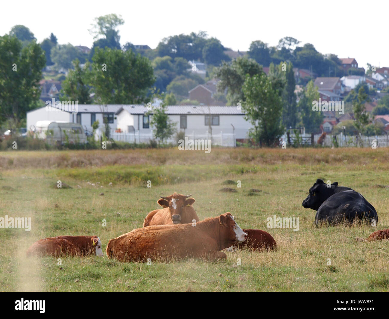 Sheerness, Kent. 14 Aug, 2017. UK Weather: a sunny and warm morning in ...