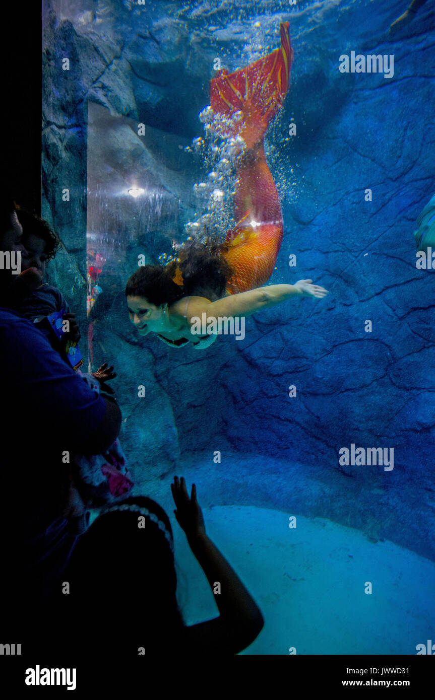 Sao Paulo, Brazil. 14th August, 2017. Visitors watch several mermaids ...