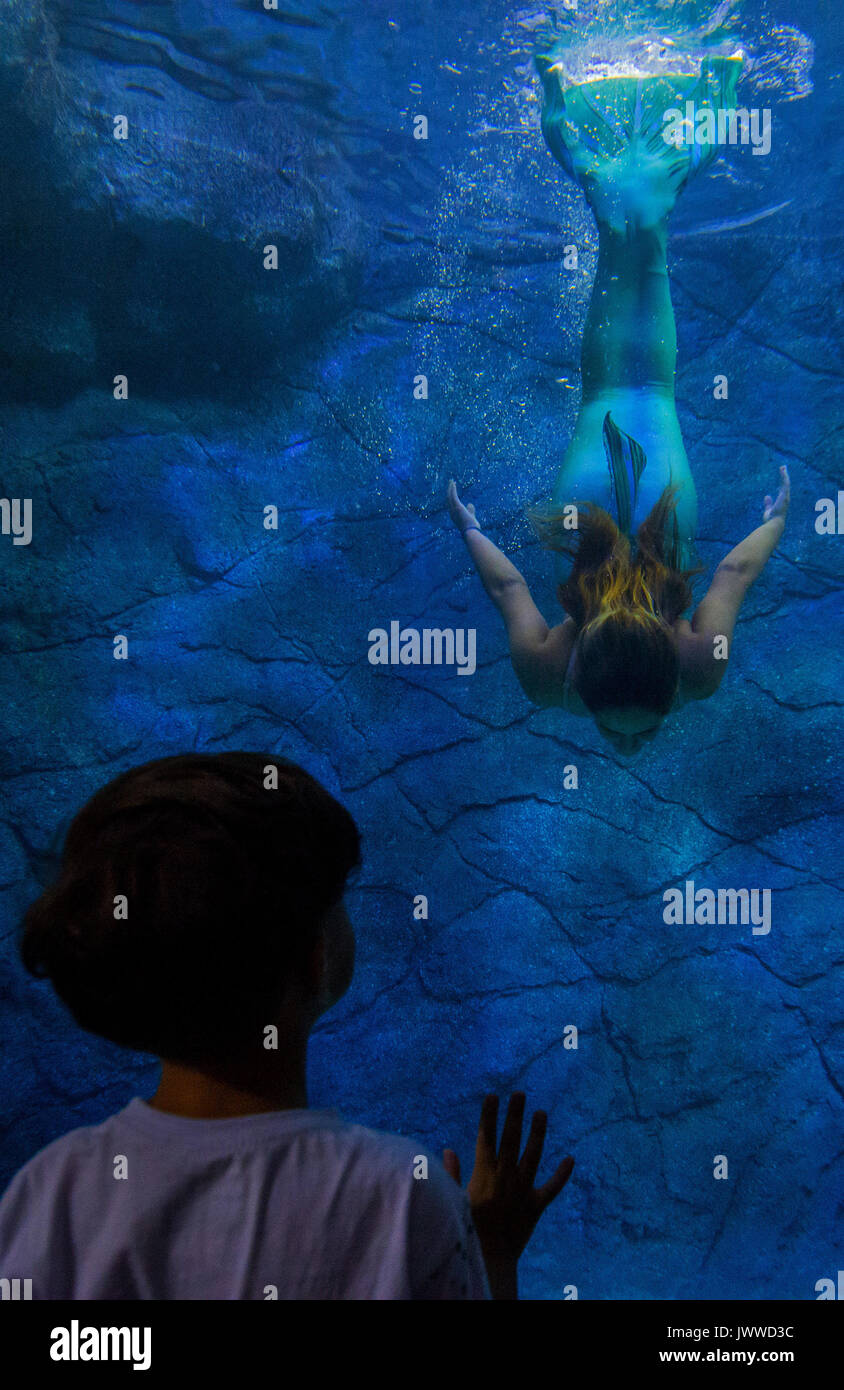 Sao Paulo, Brazil. 14th August, 2017. Visitors watch several mermaids ...