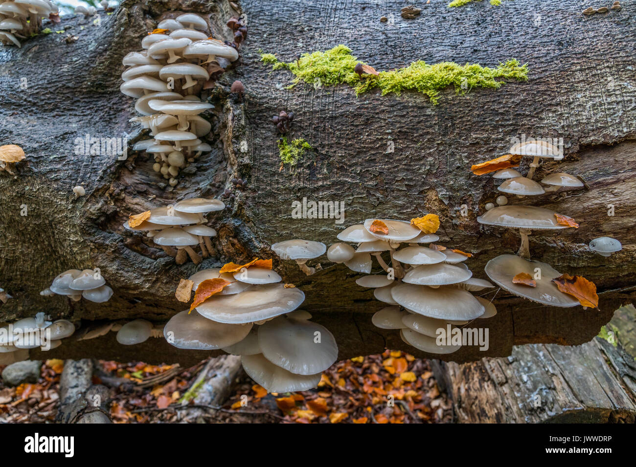 Porcelain fungi hi-res stock photography and images - Alamy