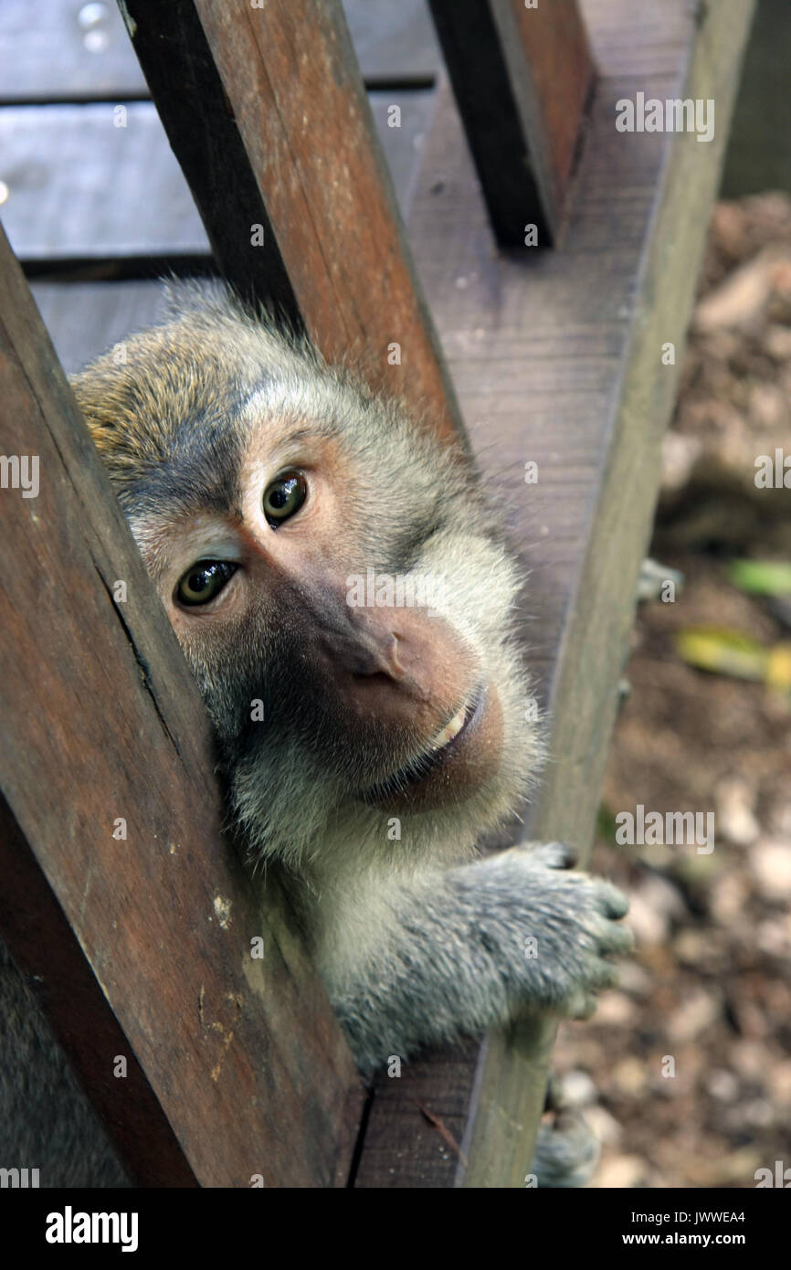 Balinese Monkey High Resolution Stock Photography and Images - Alamy