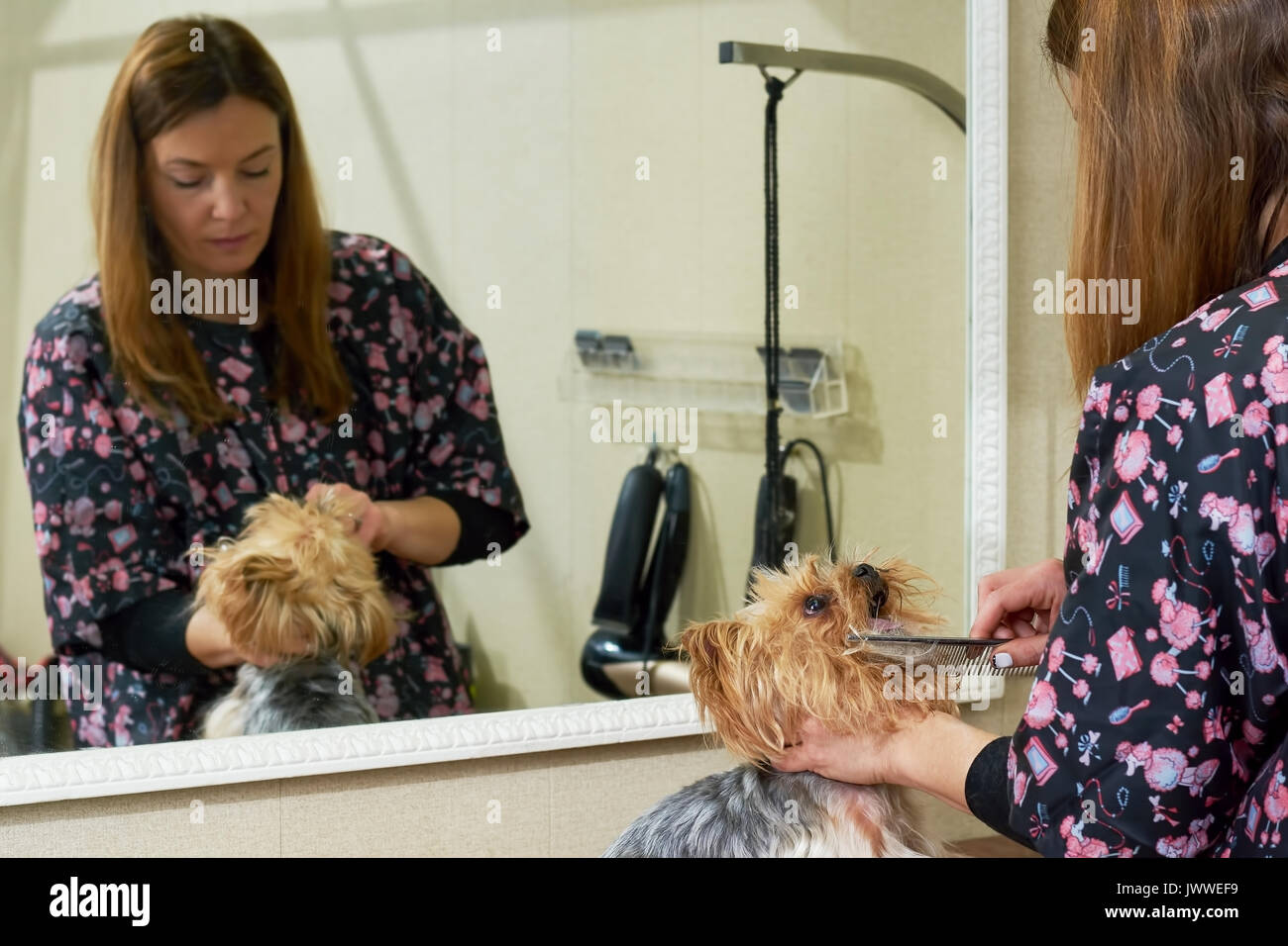 Combing a dog hi-res stock photography and images - Alamy