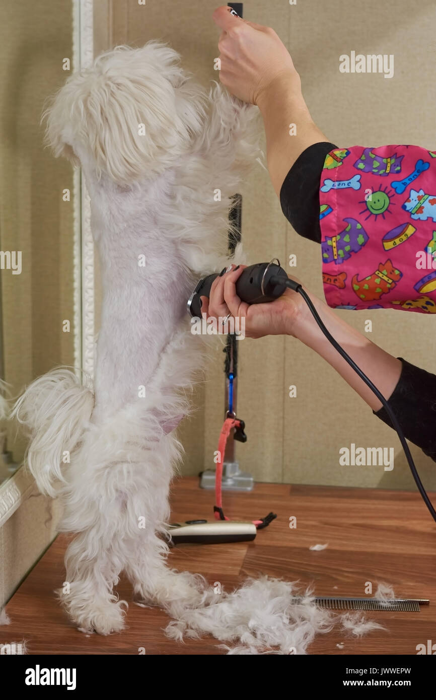 Dog in grooming salon, haircut. Maltese standing on hind legs Stock ...
