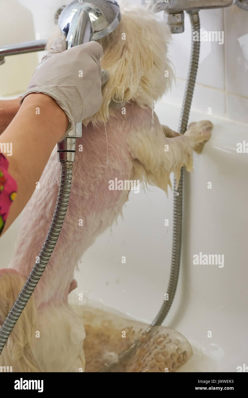 Dog being bathed. Hand of woman washing dog Stock Photo - Alamy