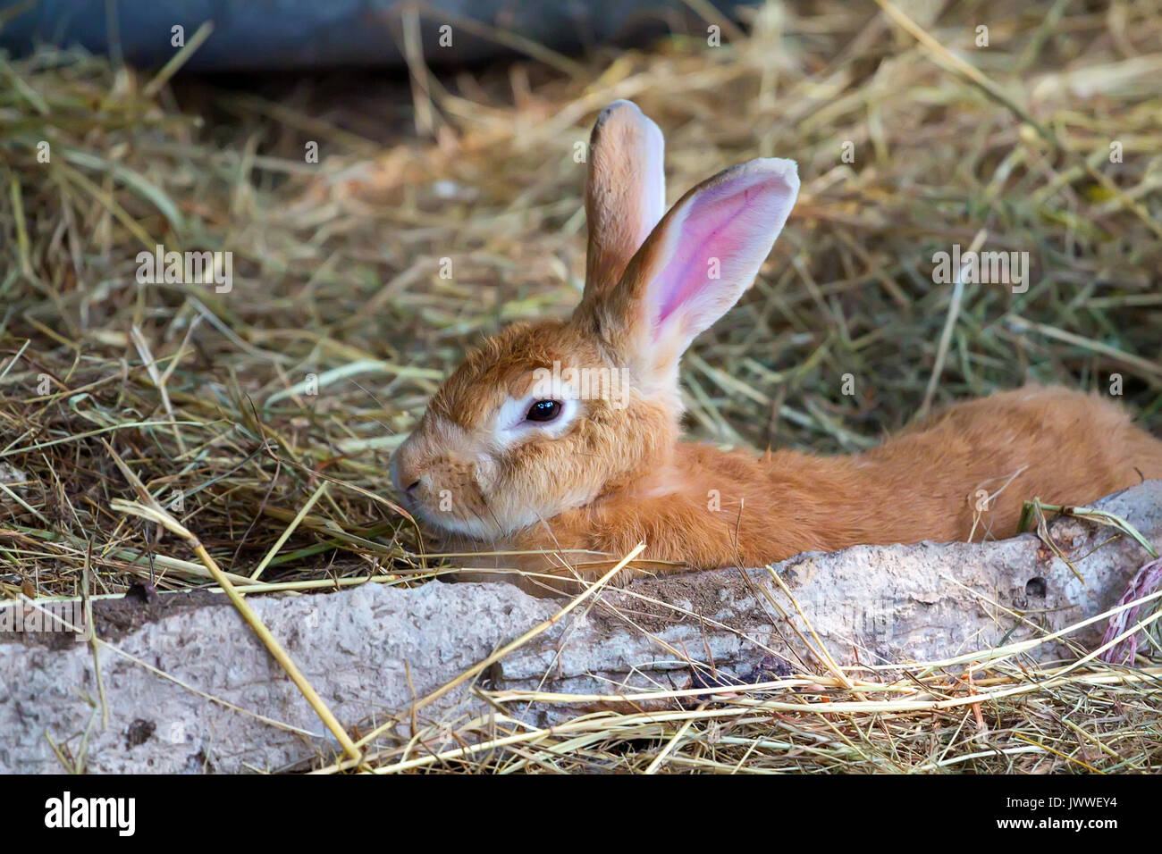 Orange rabbit hi-res stock photography and images - Alamy