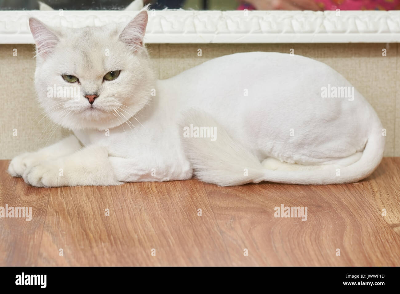 Upset cat on the table. White british shorthair, side view. Do animals ...