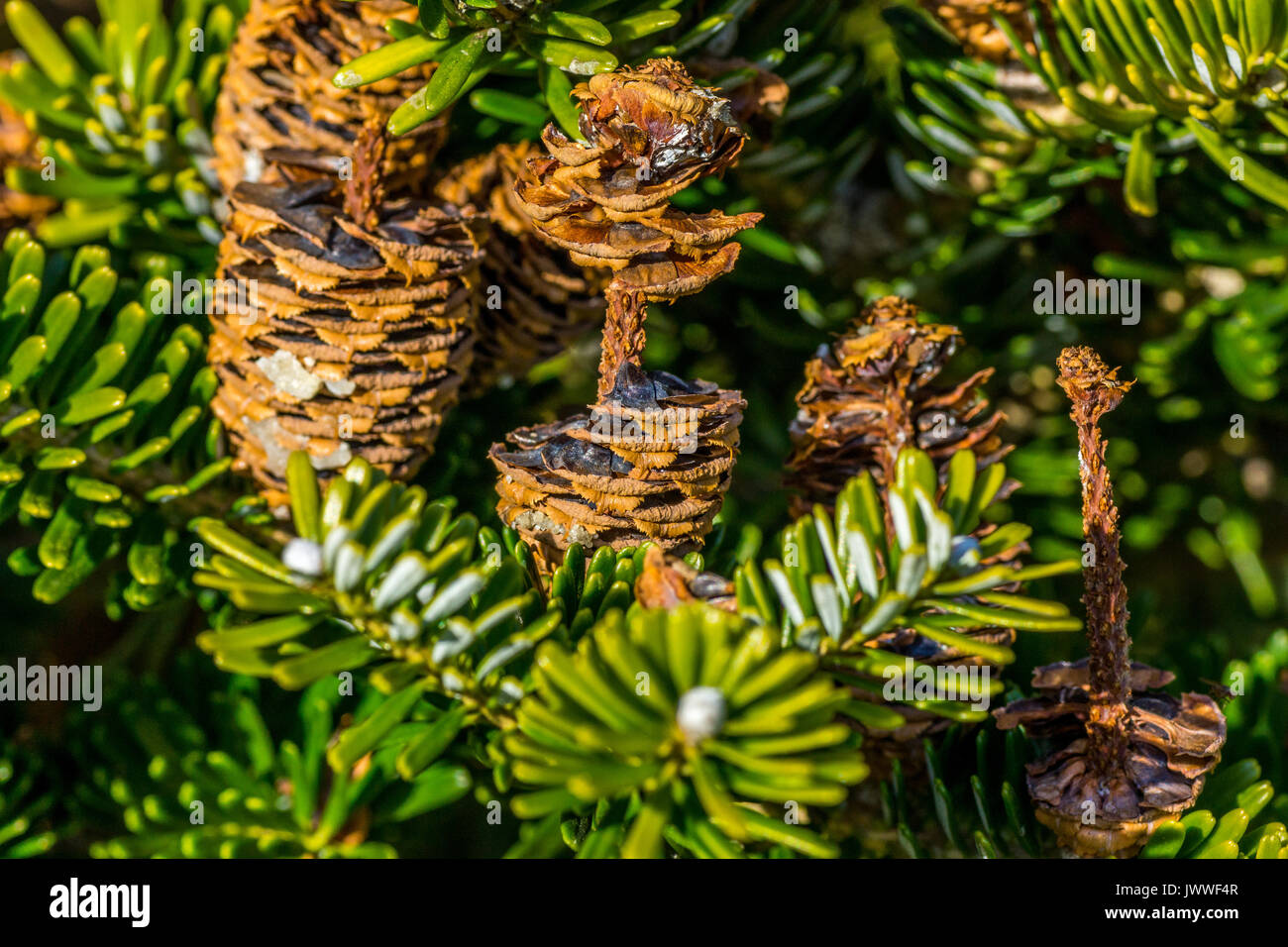 Korean fir tree hi-res stock photography and images - Alamy