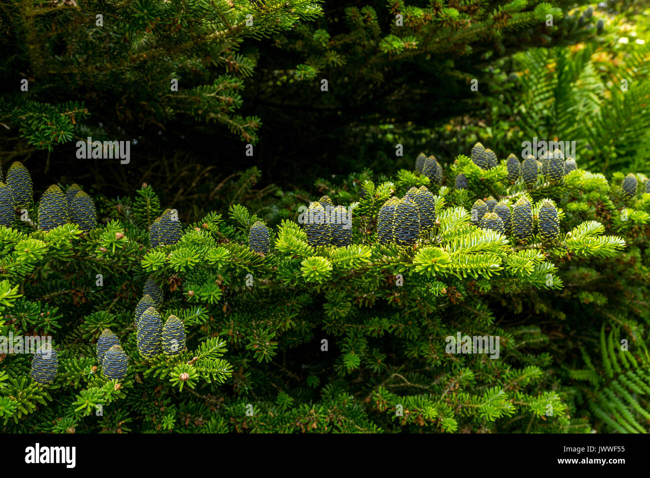 Korean Fir Tree maturing cones Stock Photo - Alamy