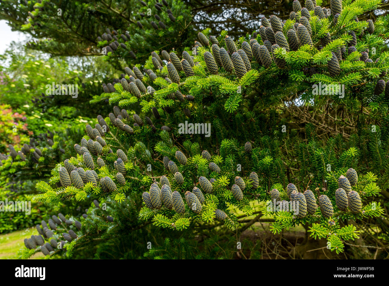 Korean Fir Tree maturing cones Stock Photo - Alamy