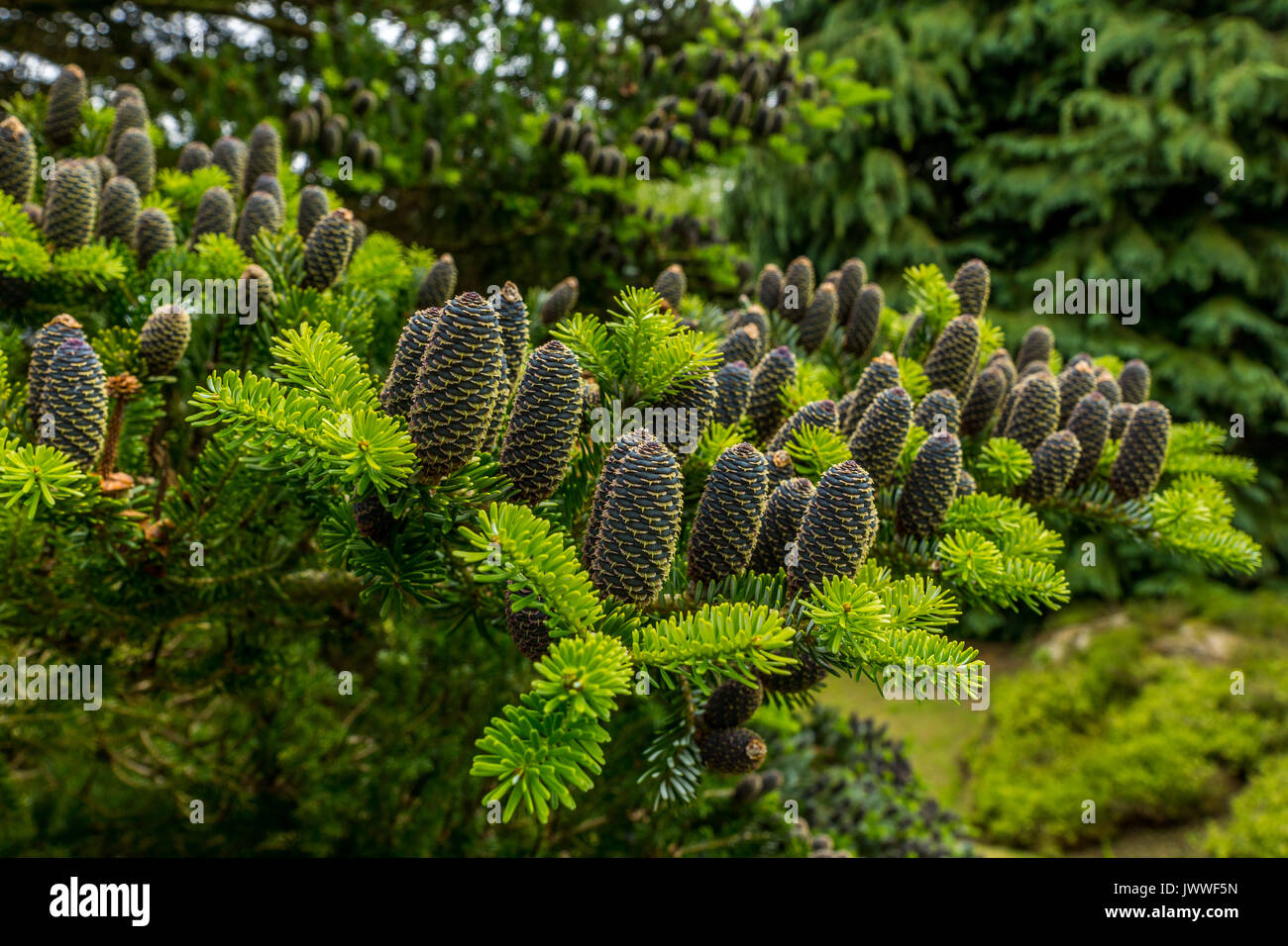 Korean Fir Tree maturing cones Stock Photo - Alamy