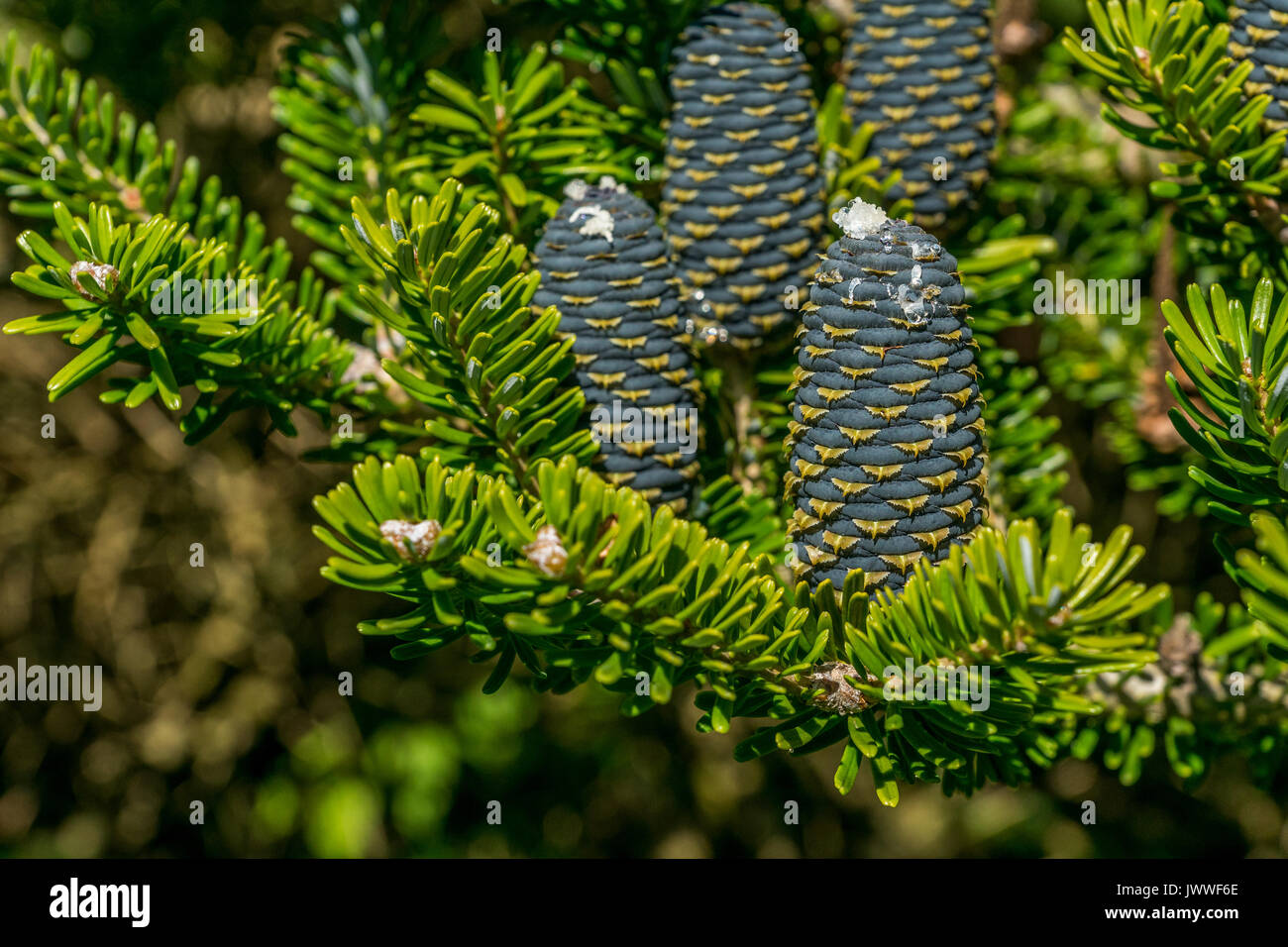 Korean fir tree hi-res stock photography and images - Alamy