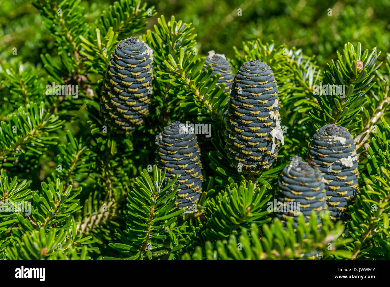 Korean fir tree hi-res stock photography and images - Alamy