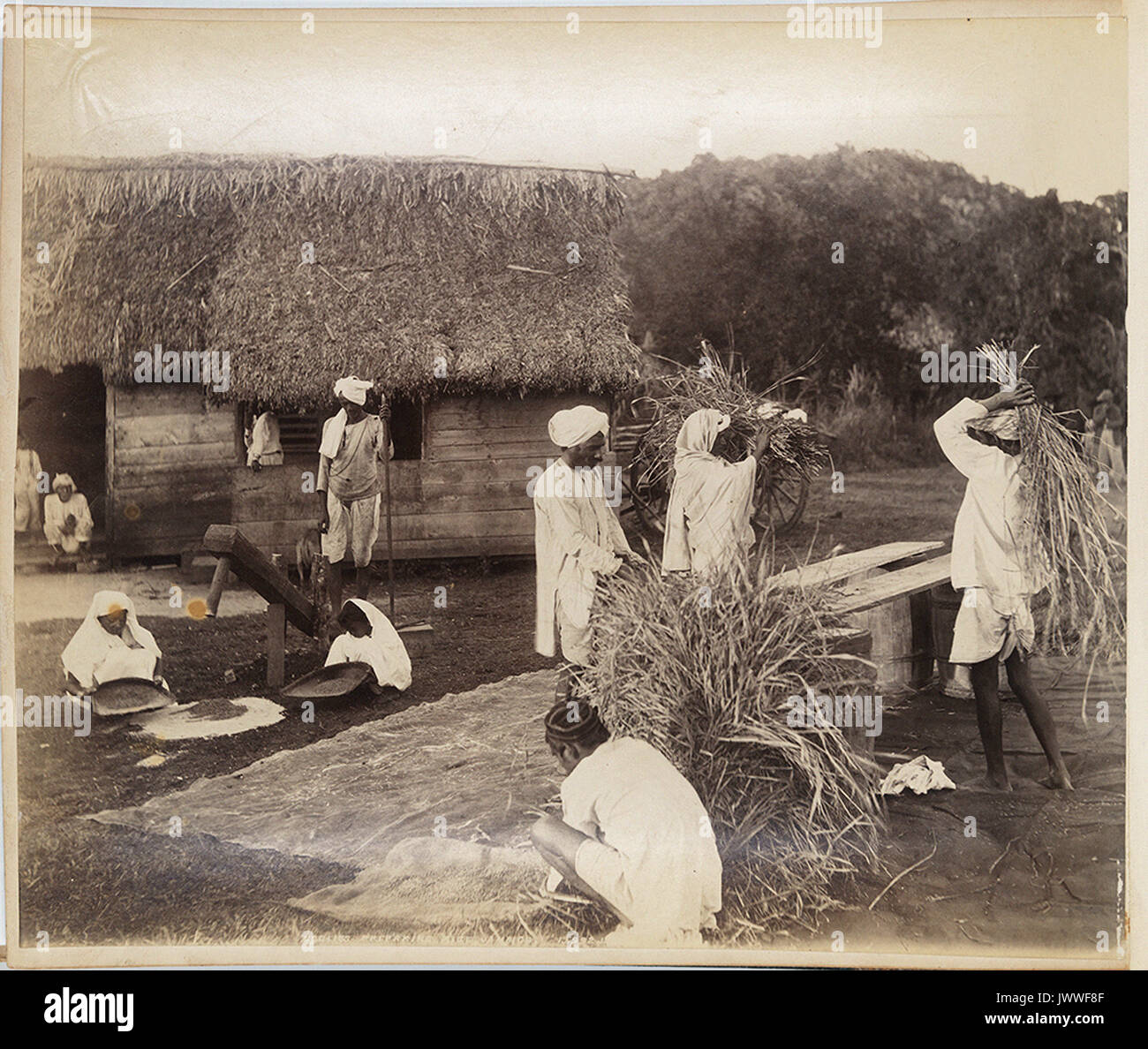 Jamaican Coolie People