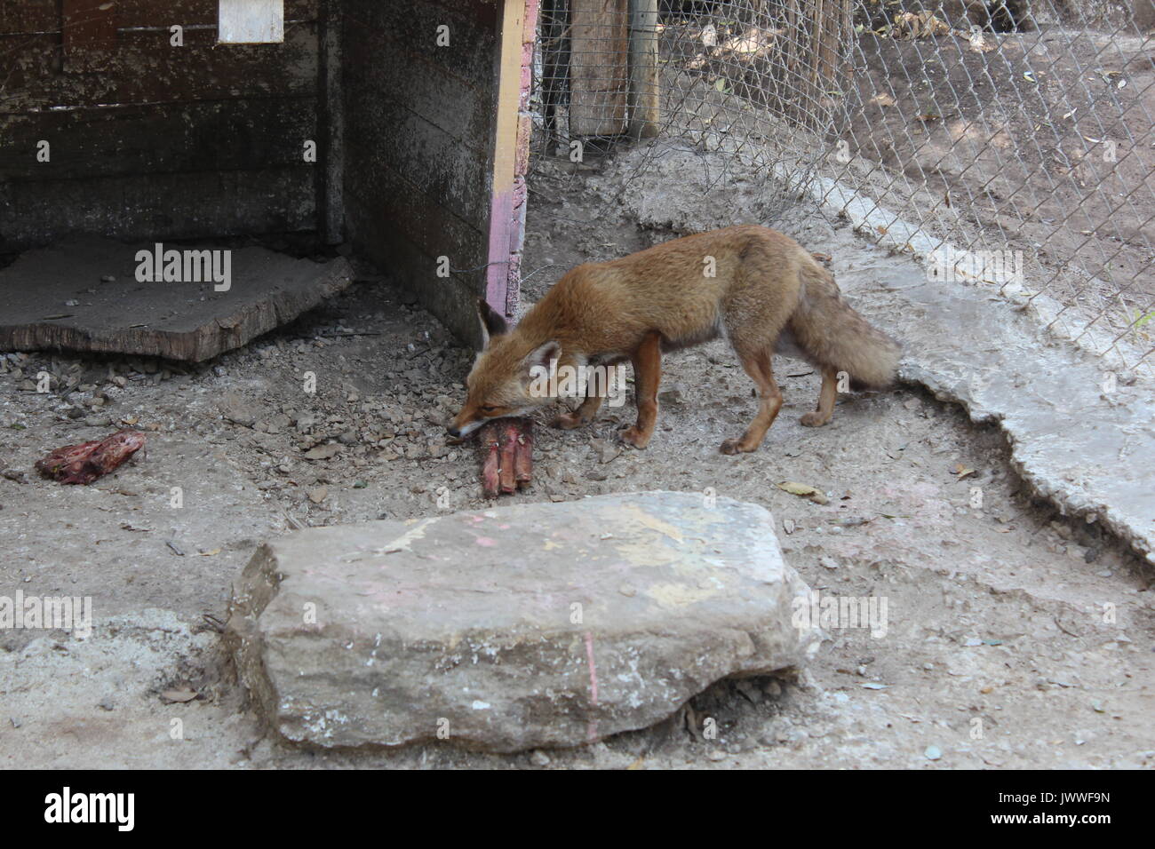 Fox eating hi-res stock photography and images - Alamy