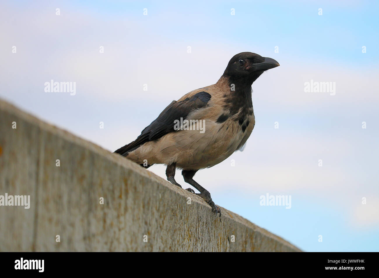 Crow bird hi-res stock photography and images - Alamy