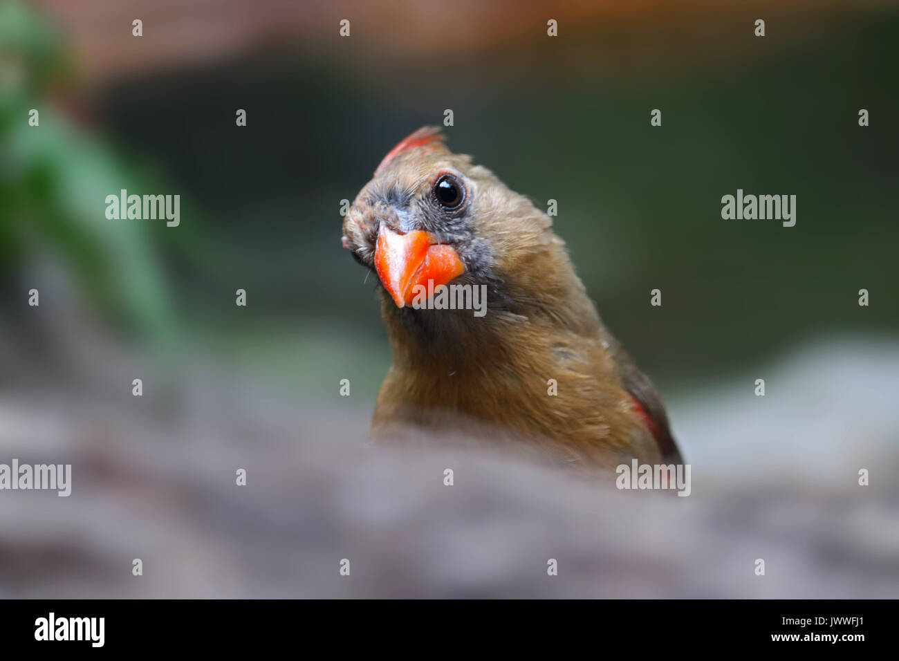 curious looking female northern cardinal bird with bright a red beak ...